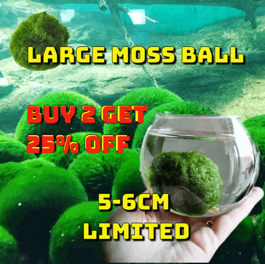 Large Moss Balls large moss balls for sale 5cm 6cm 7cm Kokedama